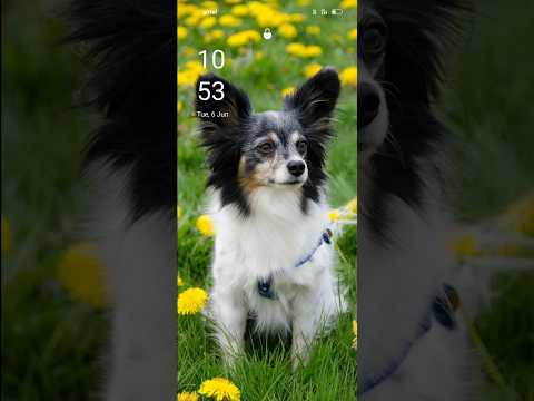 dog wallpapers part 4