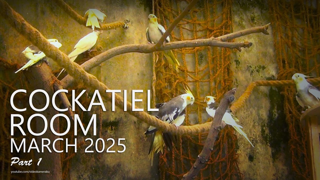 Cockatiel Room: March 2025 | Part 1