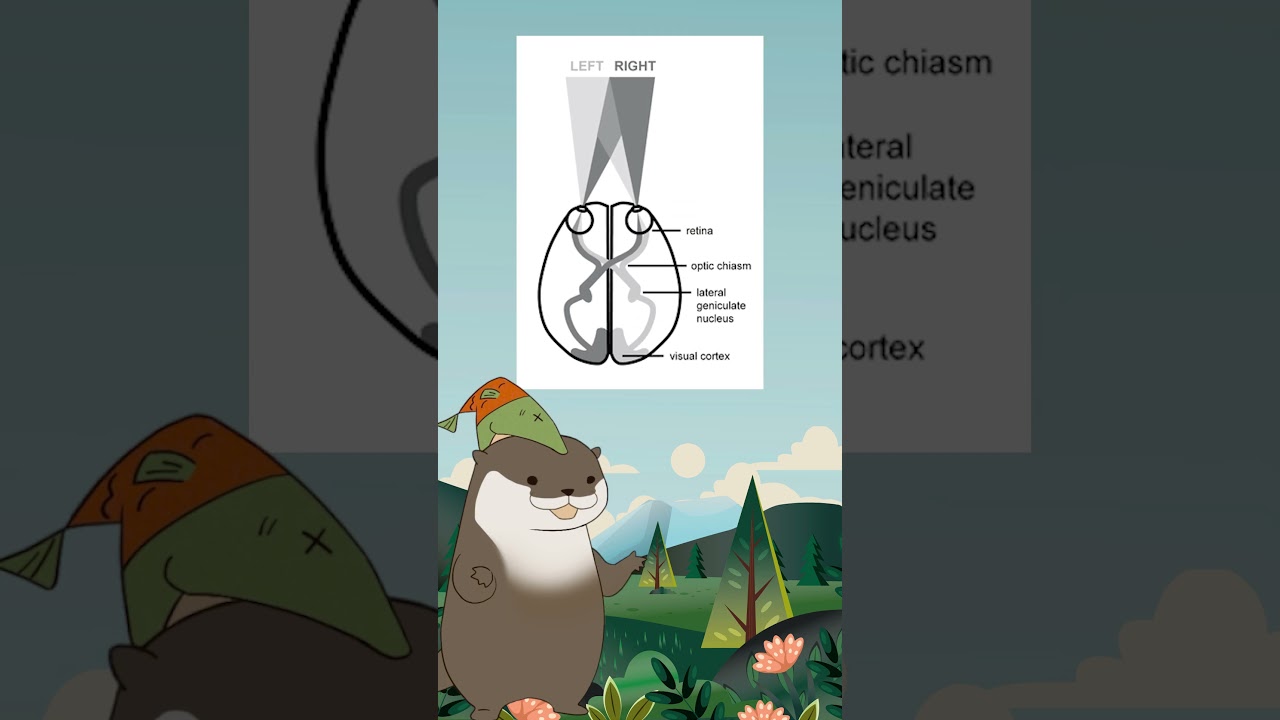 Split-Brain Patients