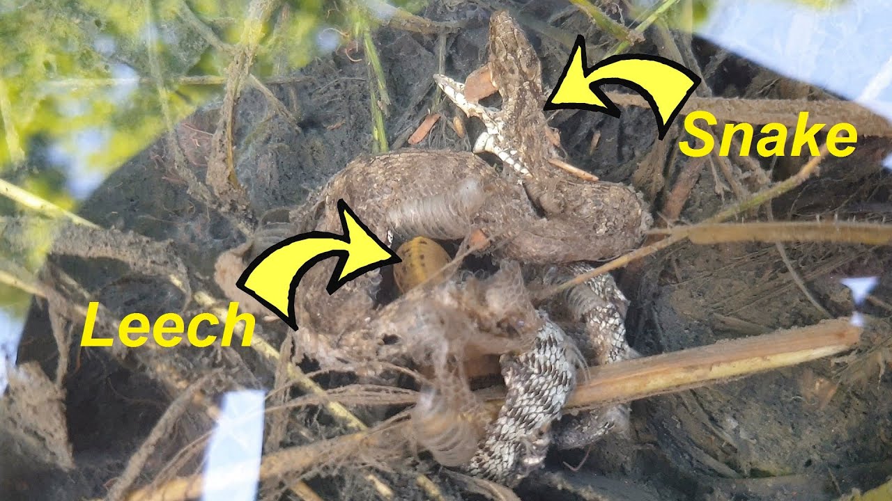 A leech eats a dead snake