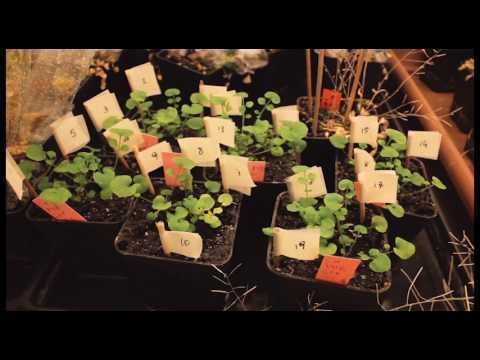 Master Course in Genetics and Molecular Biology: Subjects