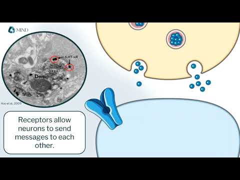 Elements of Science | Receptors in the Brain