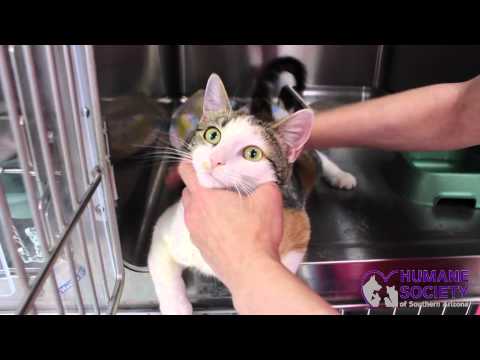 HSSA Pet Spotlights: Adaline #805257