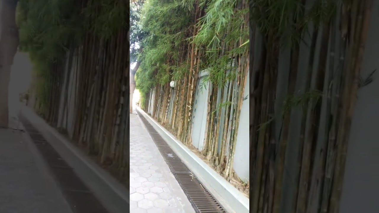 bambu hias untuk pagar #bambuhias #shorts