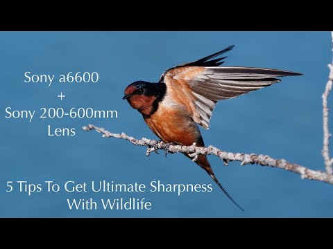 Sony A6600 + 200-600mm: How to get ultimate sharpness (wildlife ...