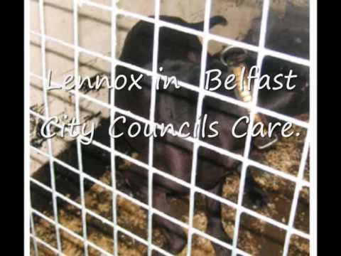 Save Lennox | Animal News