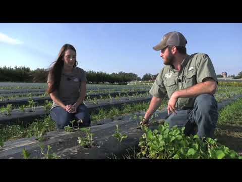 Ag-Adventure – Erin Learns How You Plant Lots of Strawberry Plants