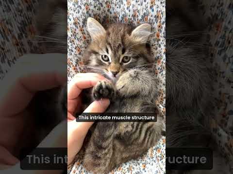 Discover the Astonishing Anatomy of Cats: 32 Muscles in Each Ear!