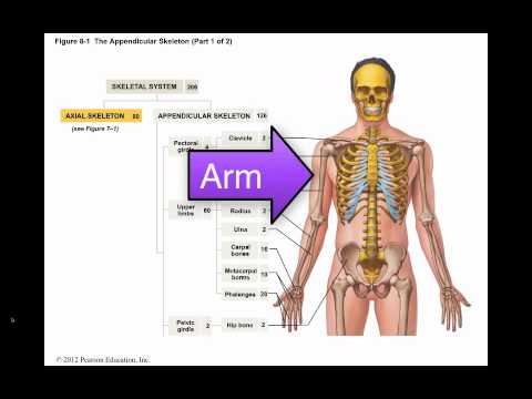 Chapter 8 Module 1 The Pectoral Girdle and Upper Extremity