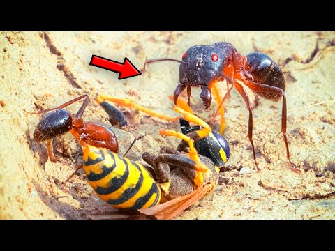 GIANT ANT vs WASP: The Battle That Triggered an Ant Invasion!