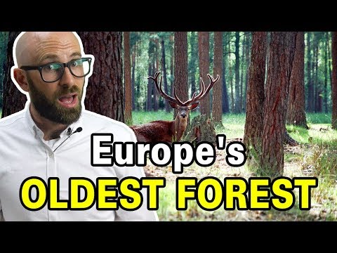 The 7,000 Year Old Forest