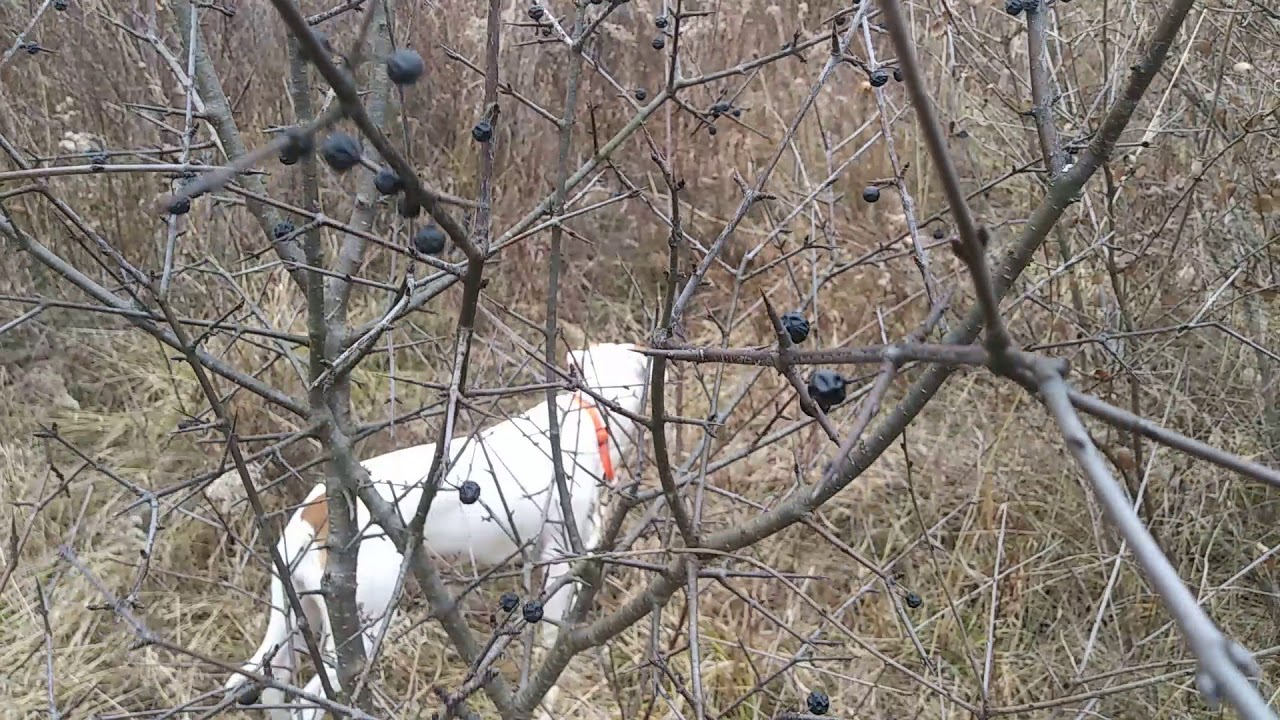 Tree ID: European Buckthorn