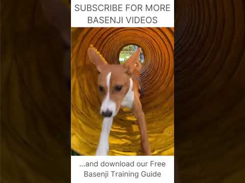 How to Train your Basenji #shorts 🐕 Basenji dog training [ Download Free Guide ]