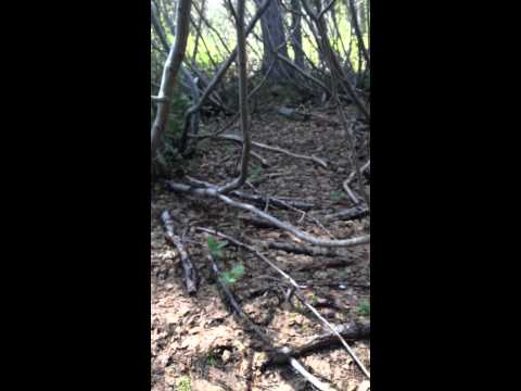 Morel Mushroom hunting in Idaho