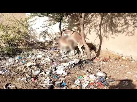 Donkey Mating Full video #animals #donkey #mating