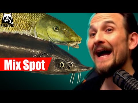 Russian Fishing 4 - Achtuba - Mix Spot! Aralbarbe, Sterlet und Co