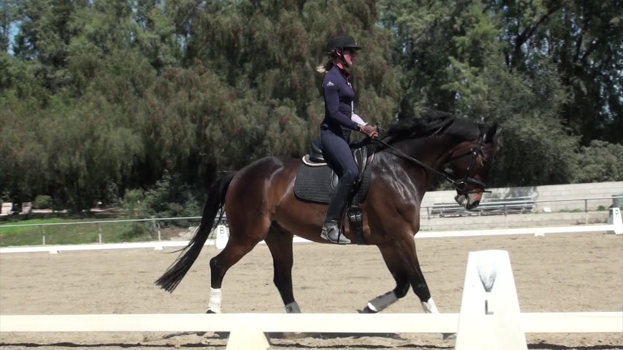 How to Ride First Level Test 1