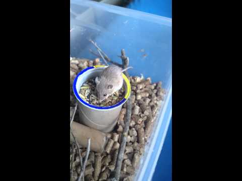 Como preparar el habitat de un Mus Munitoide | Mascotas