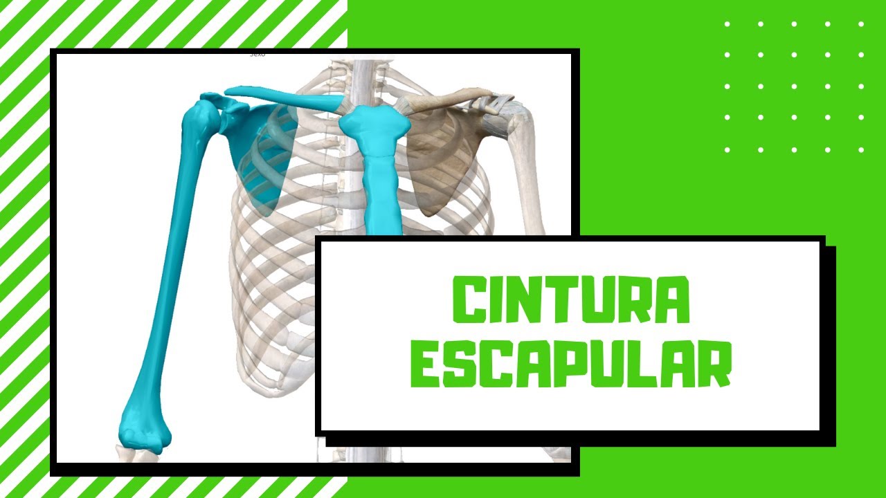 SCAPULA, CLAVICLE, STERNUM AND HUMERUS: ✅ Shoulder Girdle