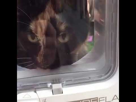 How to program a sureflap microchip cat flap in 10 seconds