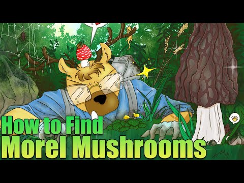Tips for Finding Morel Mushrooms