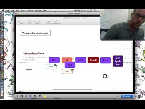 A Closer Look at Chemiosmosis in mitochondria
