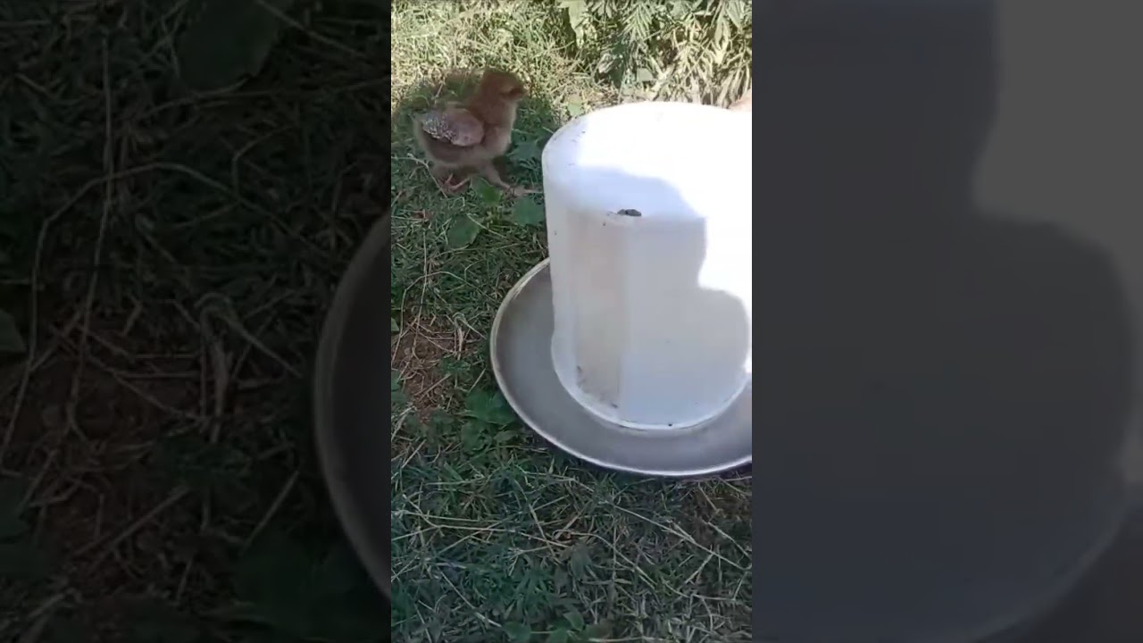 How chicks and duckling drinking water?