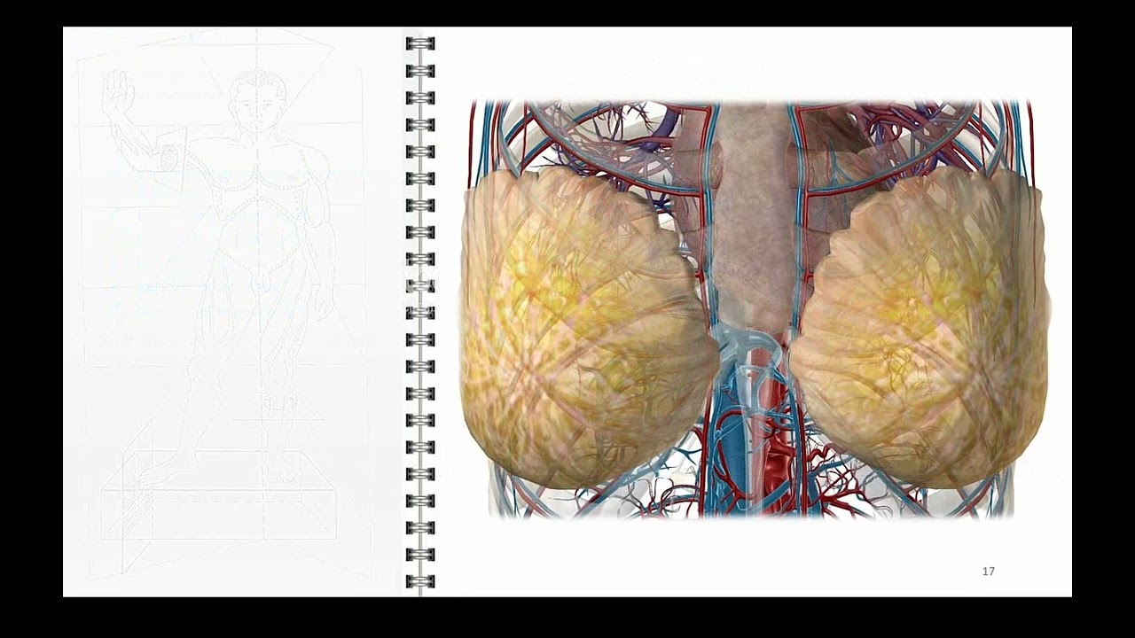 ANATOMIE FMPM SEIN