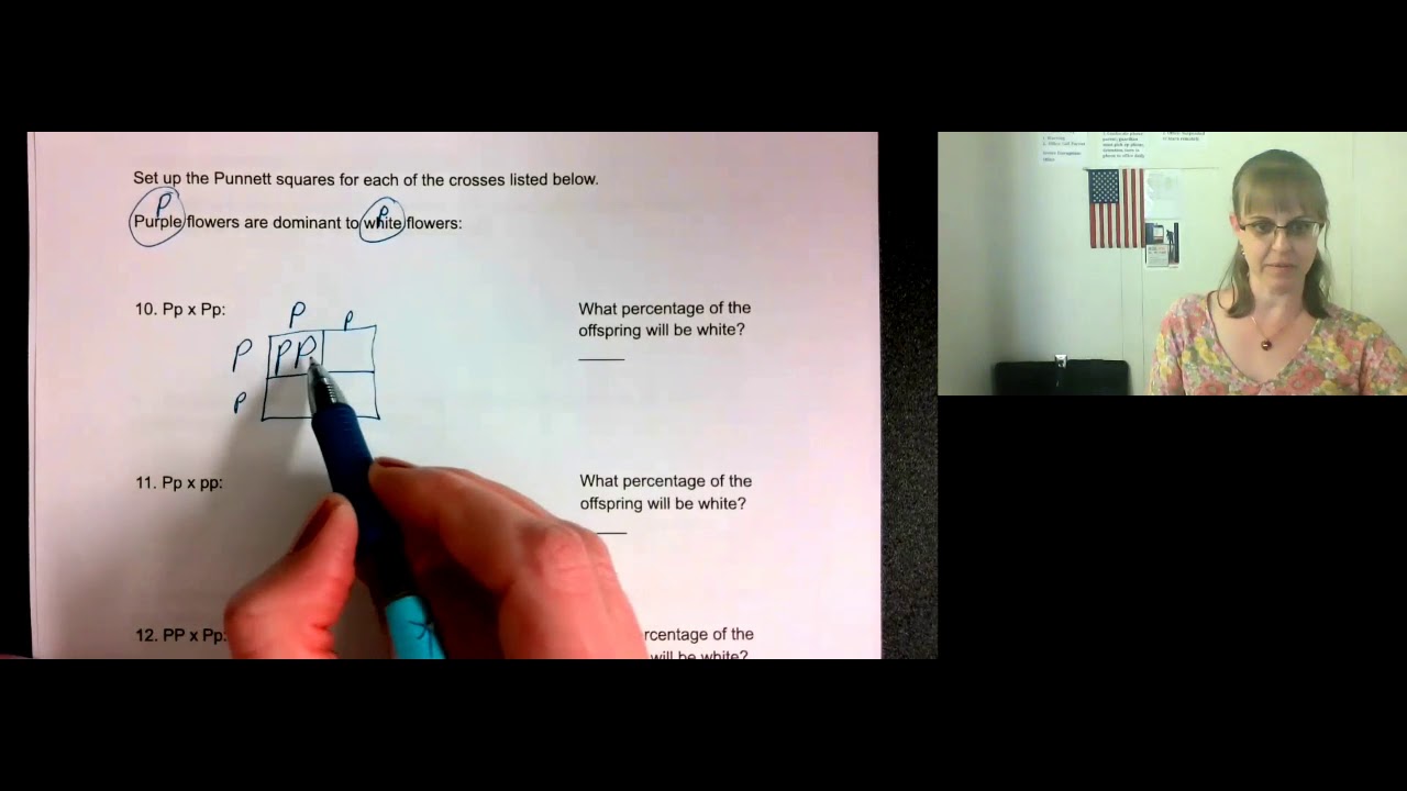 Simple Genetics Practice Problems WS Hints