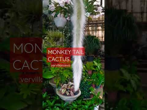 MONKEY TAIL CACTUS #cactus #succulent #monkeytail #plants #plantitasandplantitos #shorts #trending