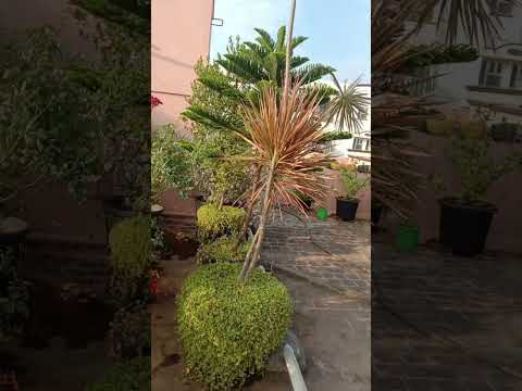 15 years old nearly 12feet tall red dracaena marginata plant in pot