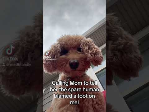 Calling mom right now! #dogs #labradoodles #dogvideos #viraldogs #cuteanimals