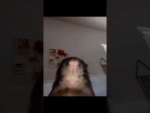 top 5 rats #meme #shorts #rats #funnymemes