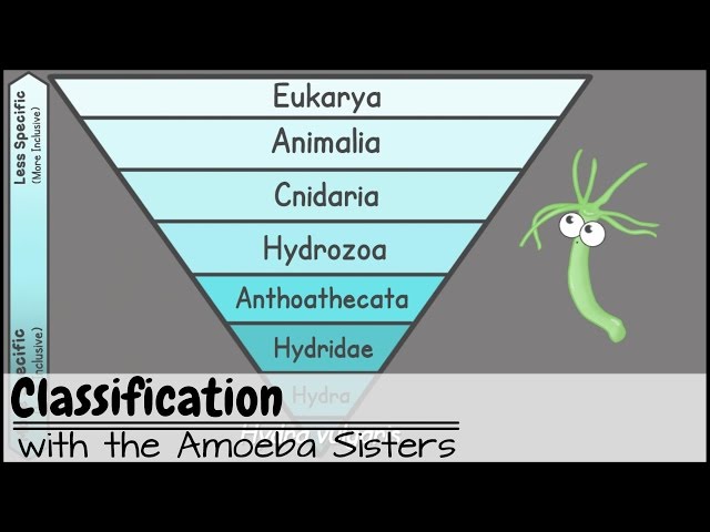 Understanding Biological Classification: A Dive into Taxonomy | Galaxy.ai