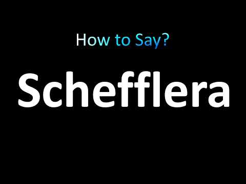 How to Pronounce Schefflera (correctly!)