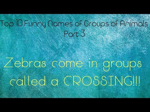 Top 10 Funny Names of Groups of Animals Part 3