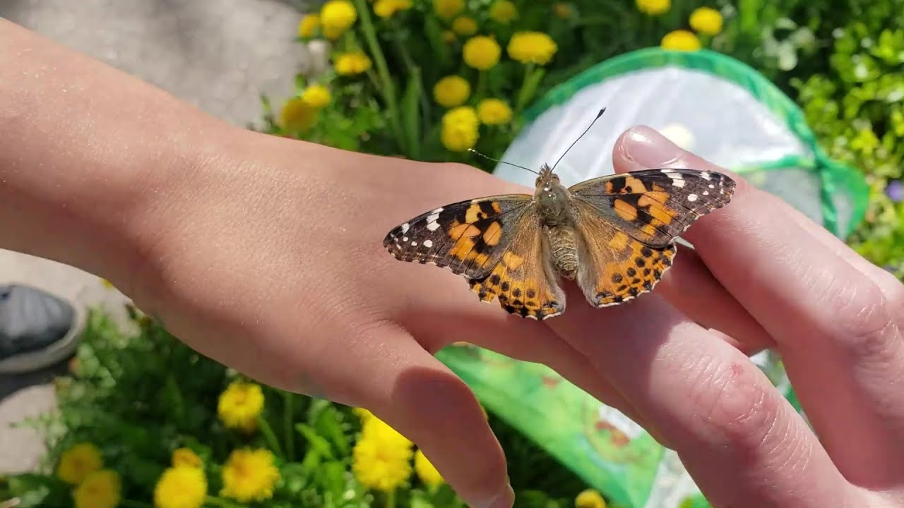 Raising Butterflies: The Painted Lady Project