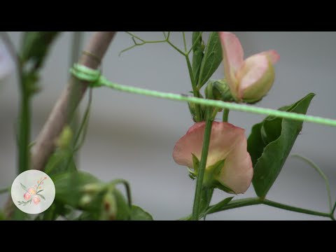 In the Garden: Ornamental Sweet Peas (Lathyrus Odoratus) Growing Flowers from Seed Cut Flower Farm