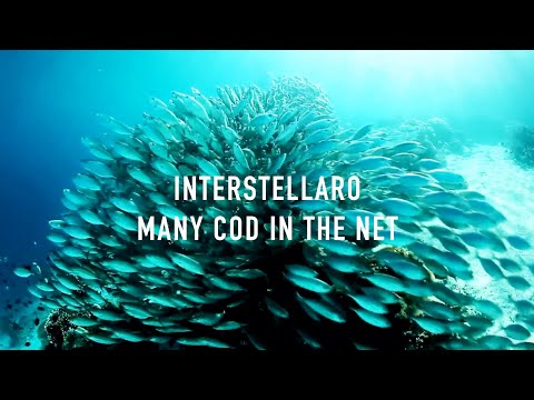 Many Cod In The Net - Official Video - 4K