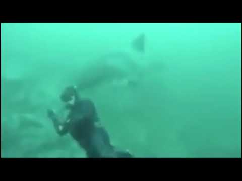 Diver lucky to escape great white shark attack