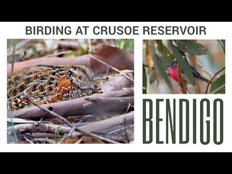 PAINTED BUTTONQUAIL (Crusoe Reservoir Bendigo)