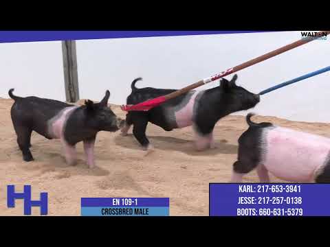 109-1 - Heimer Hampshires - Jan 3, 2024 Sale