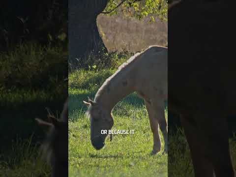Equine nutrition and science