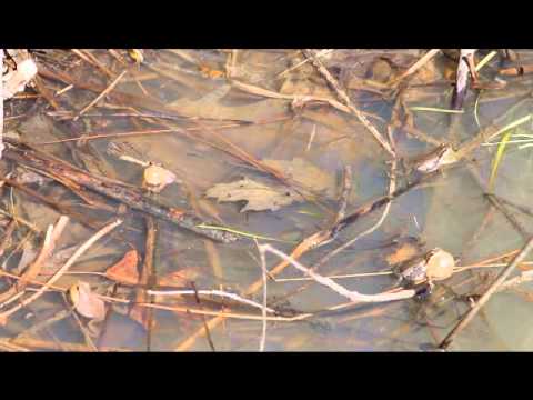 Chorus and Wood Frogs