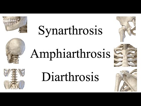 MBLEx Review: Movements of Synarthrosis, Amphiarthrosis, & Diarthrosis Joints