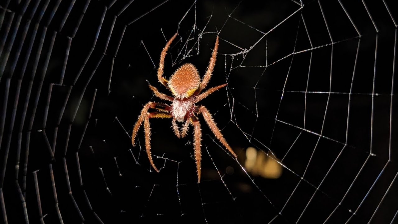 the life of the tropical orb Weaver spider