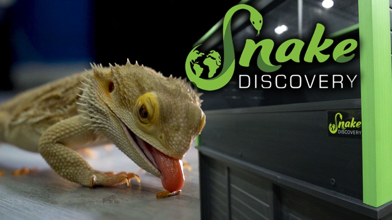 Bearded Dragon Setup Guide