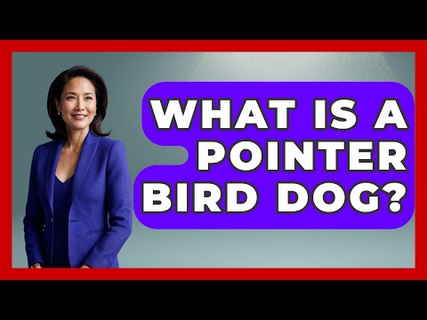 What Is A Pointer Bird Dog? - The Marksman's Journal