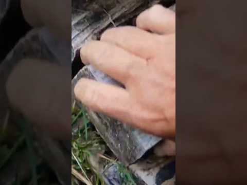 Pill Bugs Aka Roly Polys Can Be Helpful!