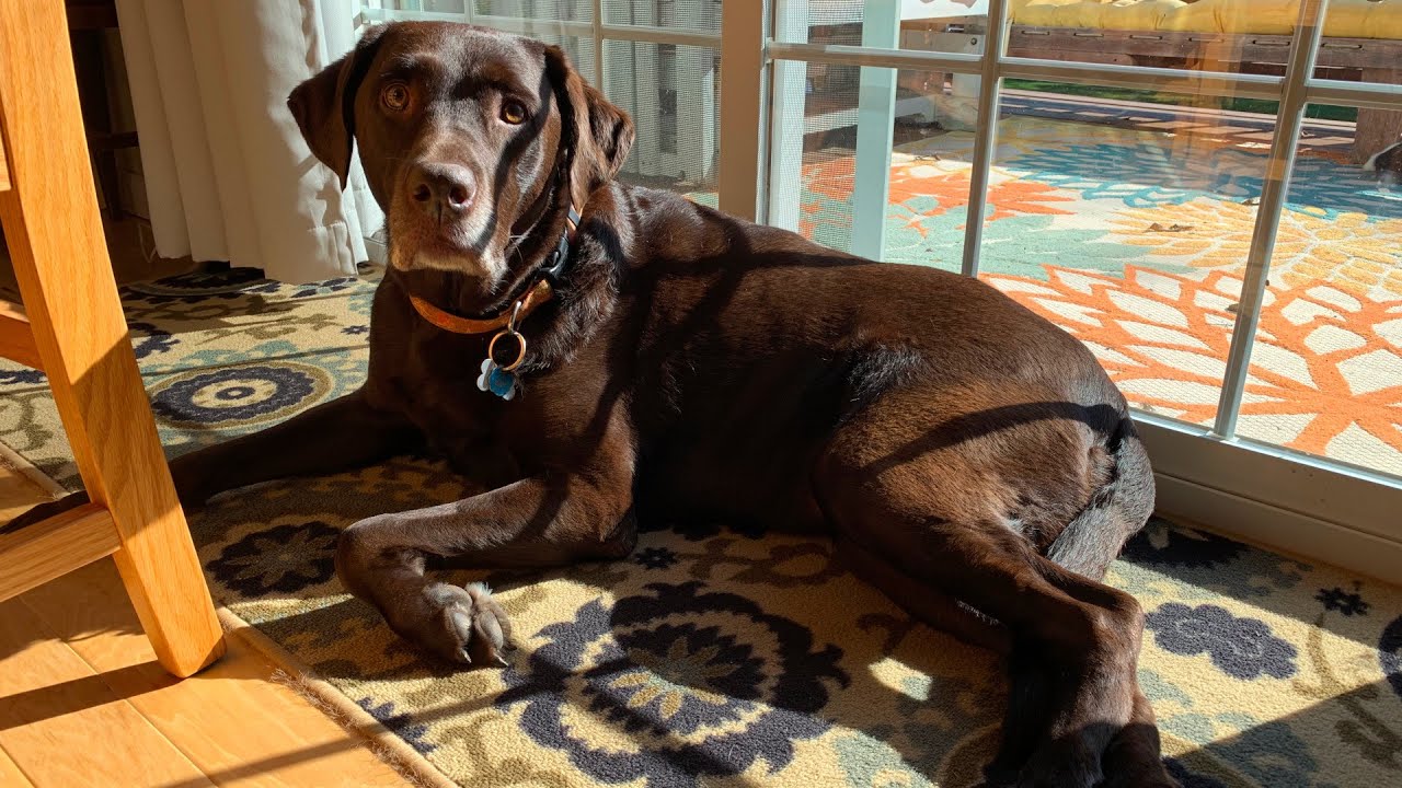 Remembering Roxy Bear